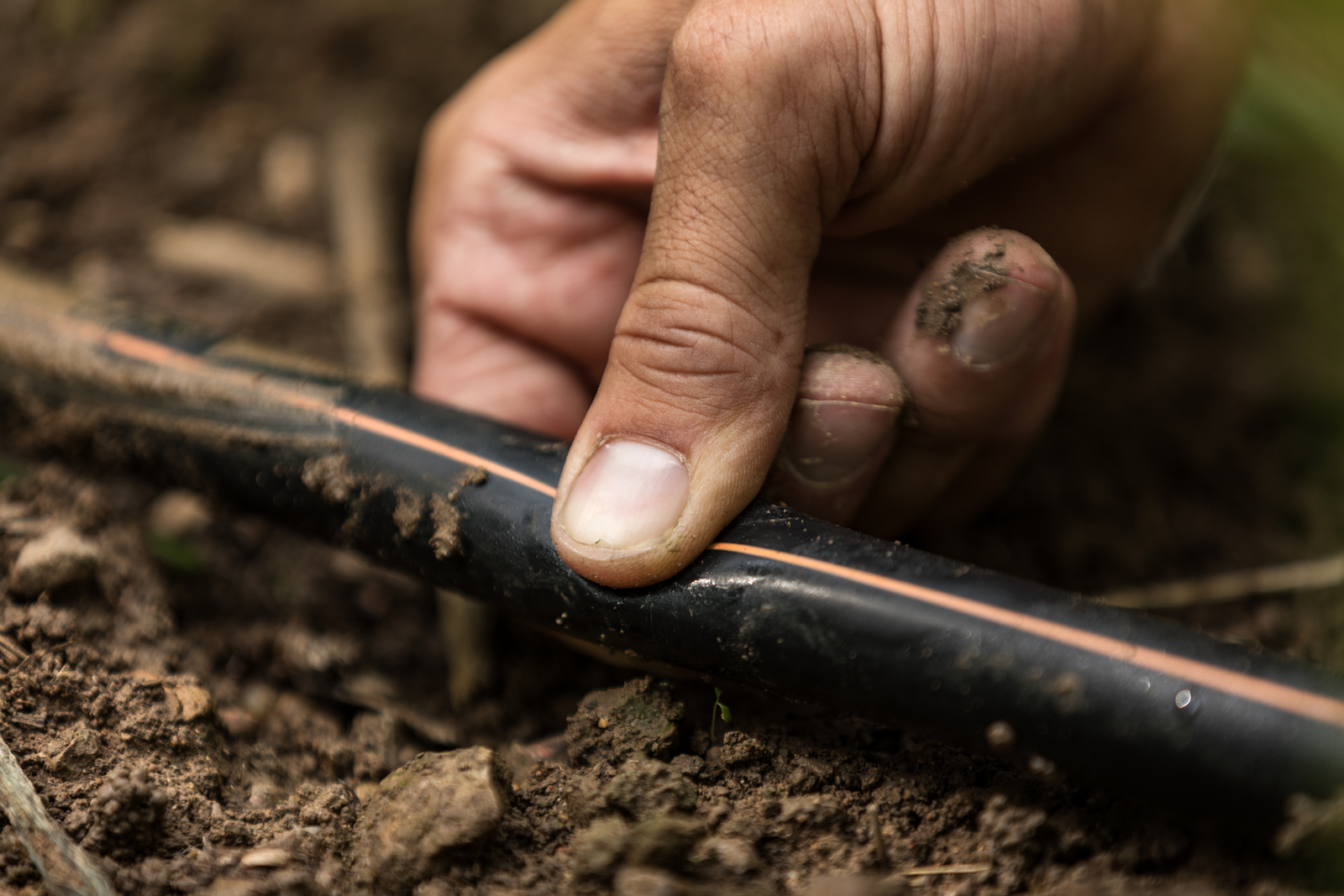 Alfalfa Watering with Subsurface Drip Irrigation | Netafim USA