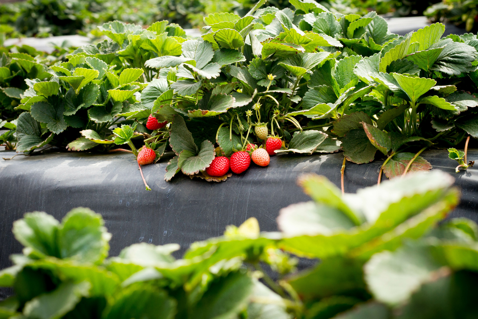 Strawberry Drip Irrigation - Irrigation Systems for Strawberries