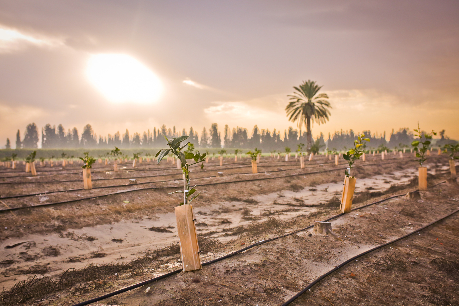 Farming With Purpose: My Everyday Mission