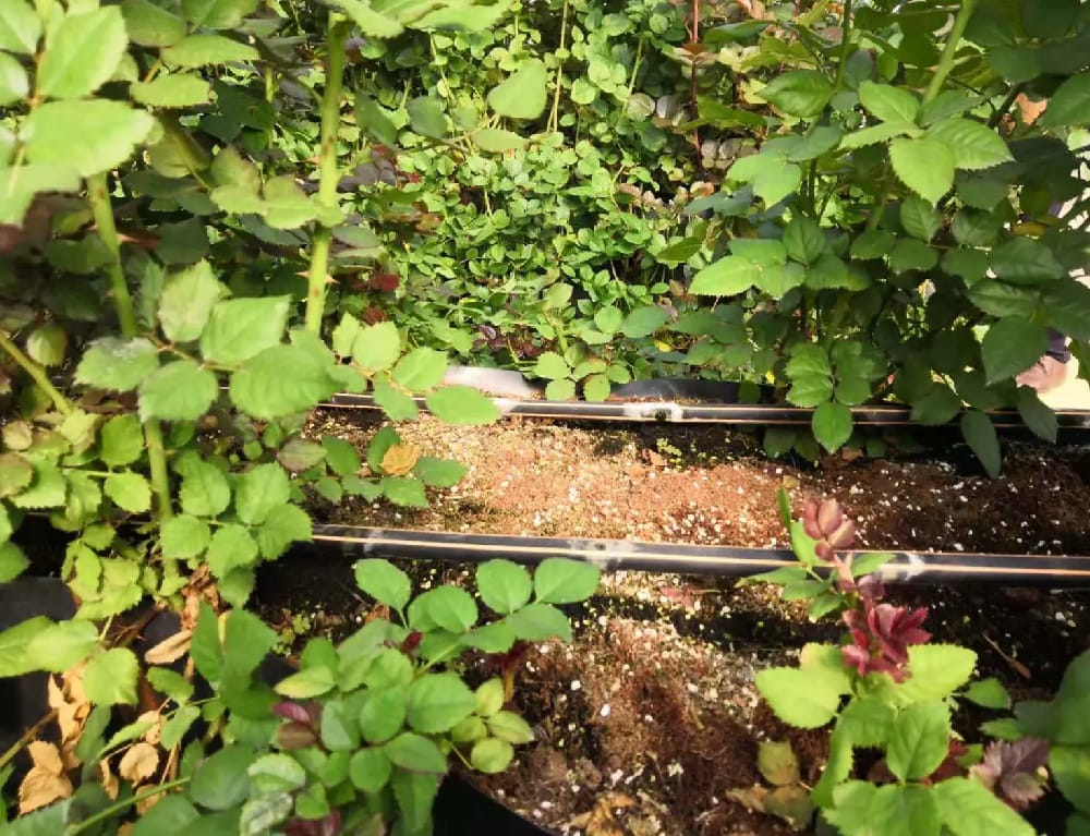 Inline Pressure Regulator for Consistent Irrigation Performance