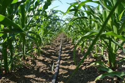 Corn Irrigation Systems Corn Irrigation Stock Illustrations – 1,340