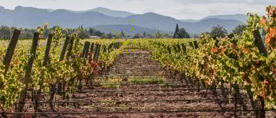 Drip Irrigation for Grape Vines - Vineyard Irrigation