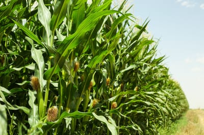 Download Resource Hub