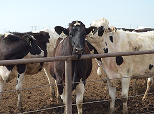 Farm and Agricultural Irrigation Systems | Netafim North America