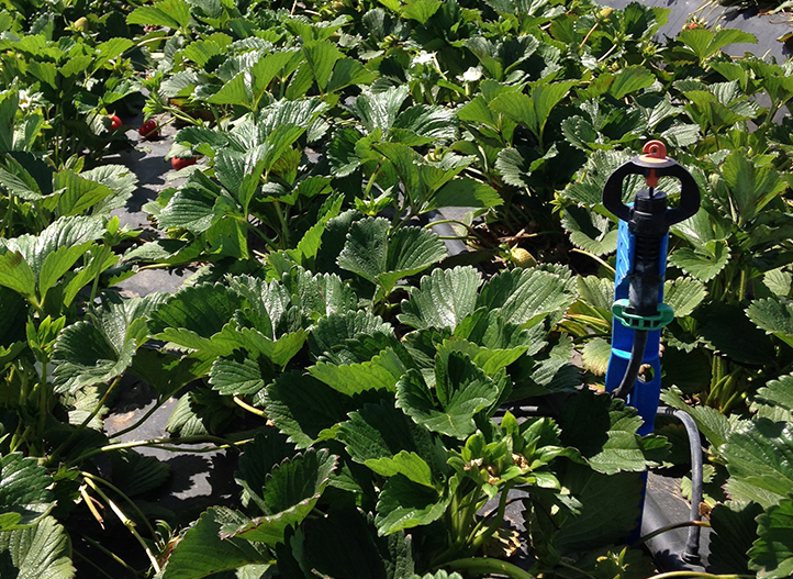 Strawberry Drip Irrigation - Irrigation Systems for Strawberries