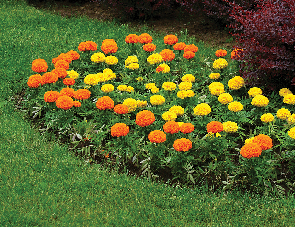 Sustainable Landscape Irrigation Solutions | Netafim North America