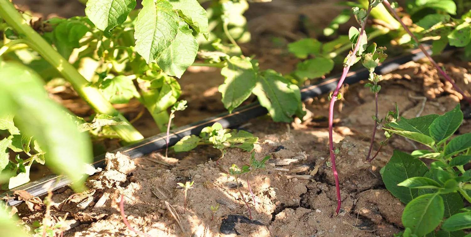 Irrigation as a Service | Netafim USA