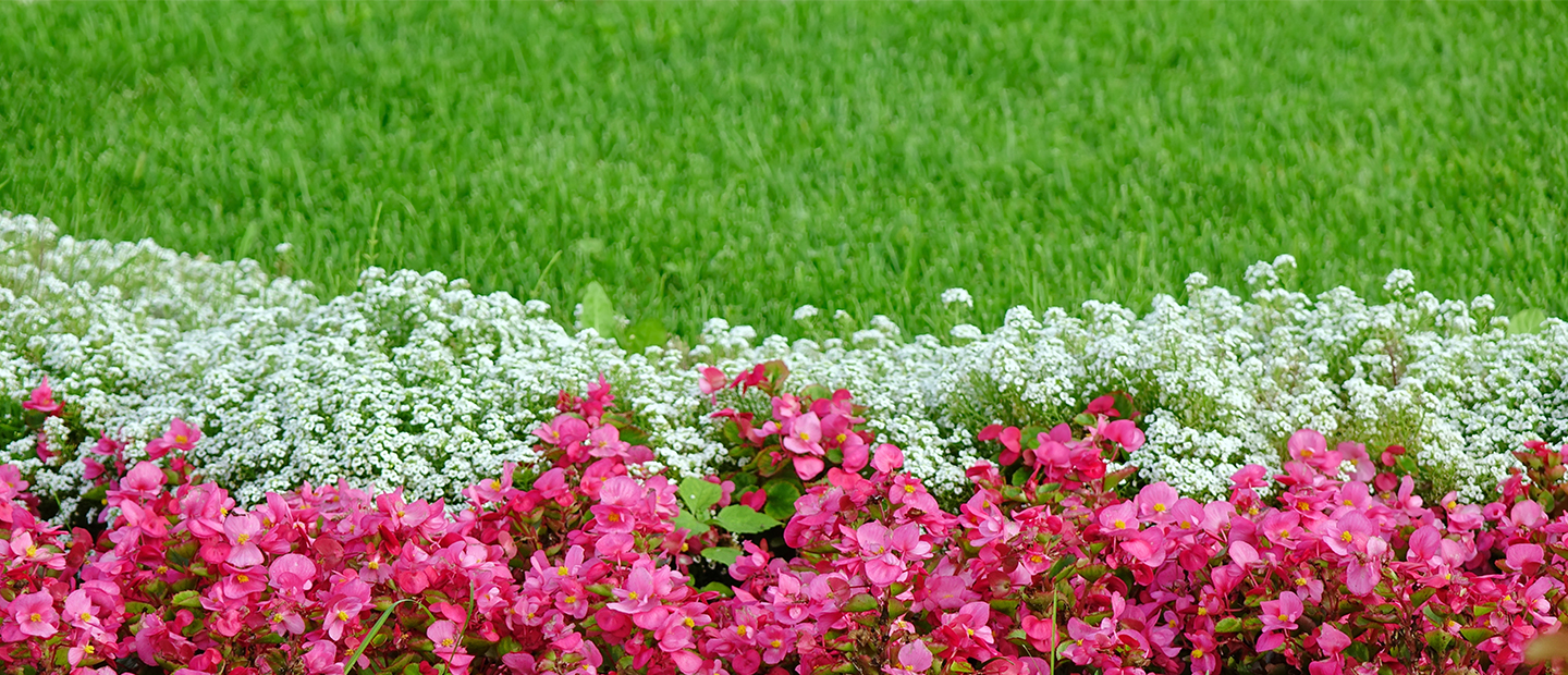 Sustainable Landscape Irrigation Solutions | Netafim USA