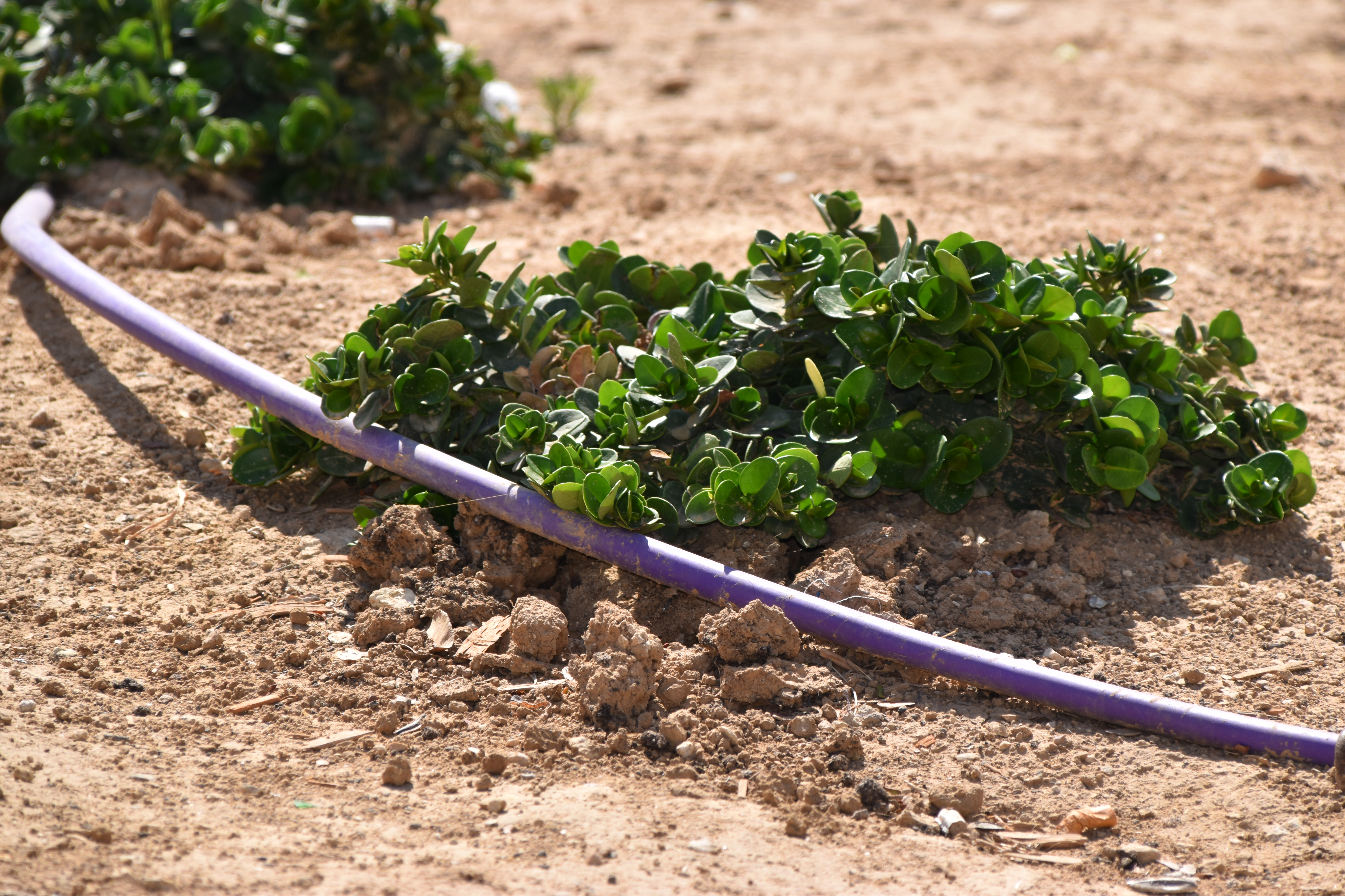 Techline™ RW and RWP Driplines